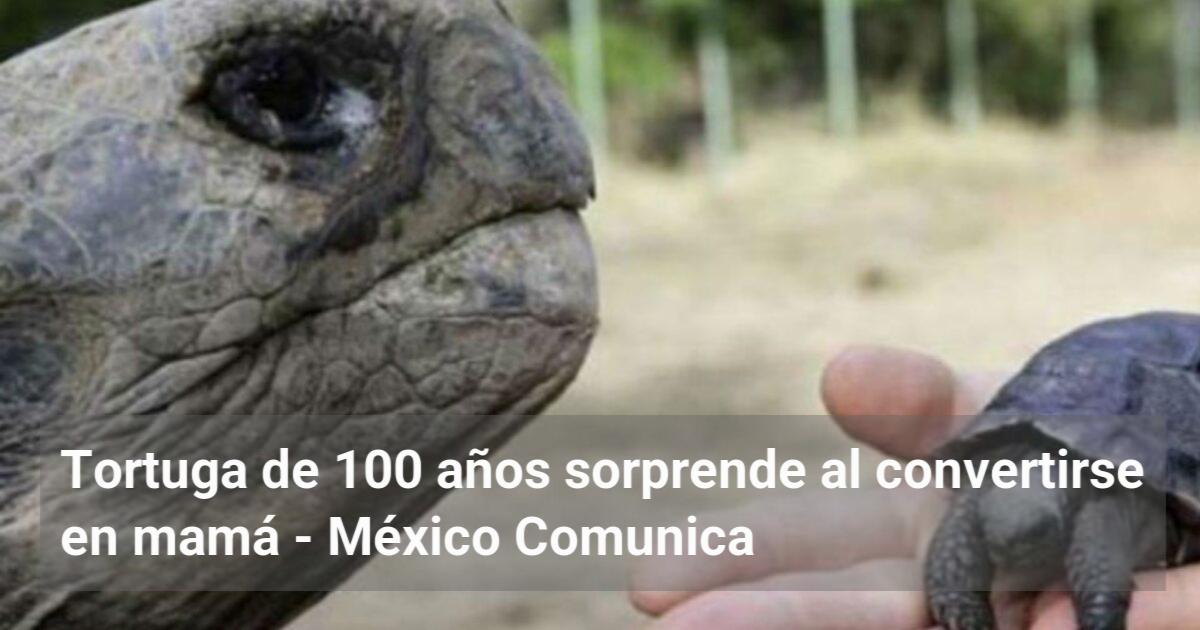 Tortuga de 100 años sorprende al convertirse en mamá - MX Comunica